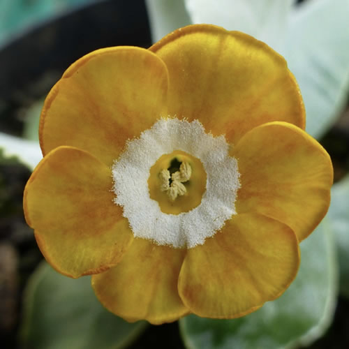 How To Make Your Own Auricula Theatre - Plant Fairs Roadshow